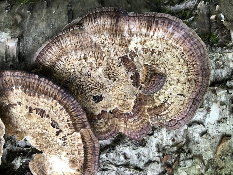 그레이엄 재단, 2025년 보조금 대상 전 세계 39개 기관 발표 - C3KOREA